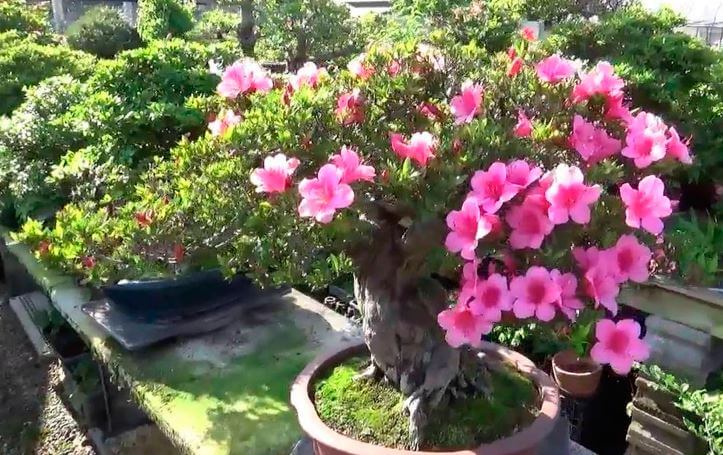 Азалия | Мир животных и растений