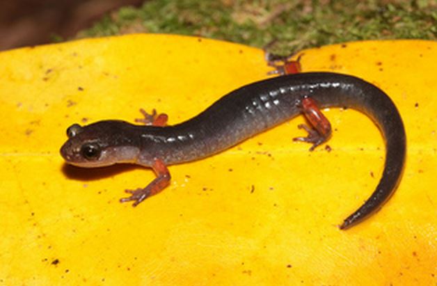 Образ жизни ланцетника кратко