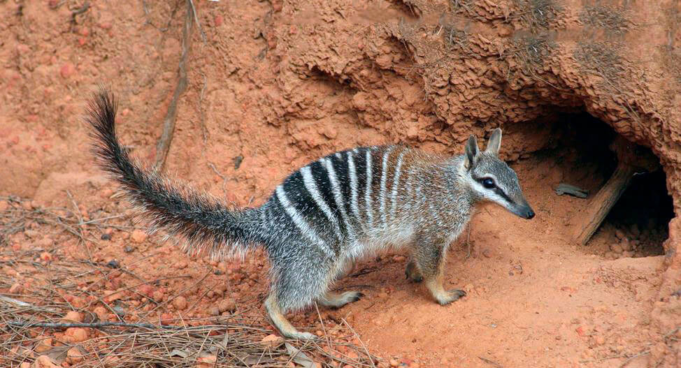 Намбат | Мир животных и растений