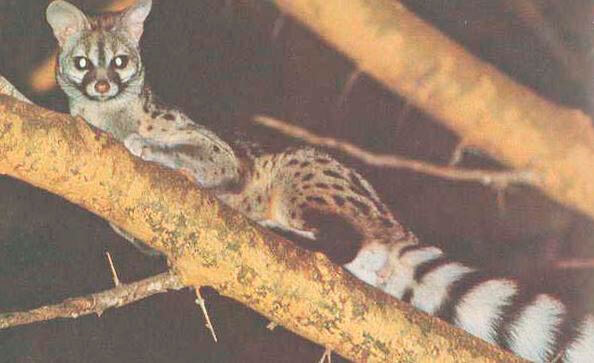 Ангольская генетта | Мир животных и растений