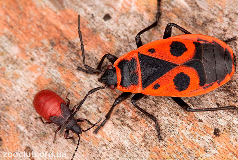 Гіпопотам, або бегемот звичайний | Світ тварин і рослин